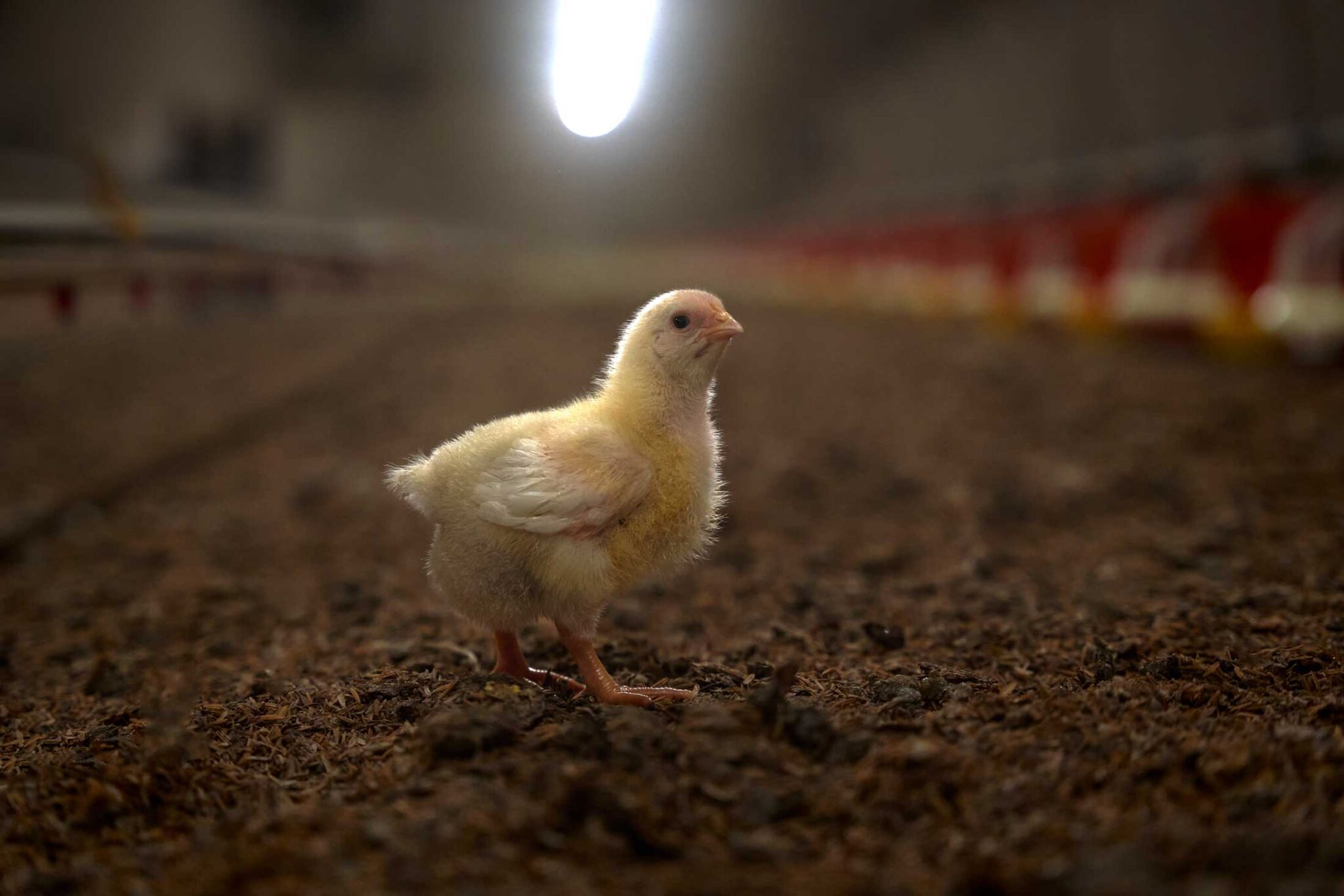 Myth Busted The Real Reason Behind Poultry Growth No Hormones Just