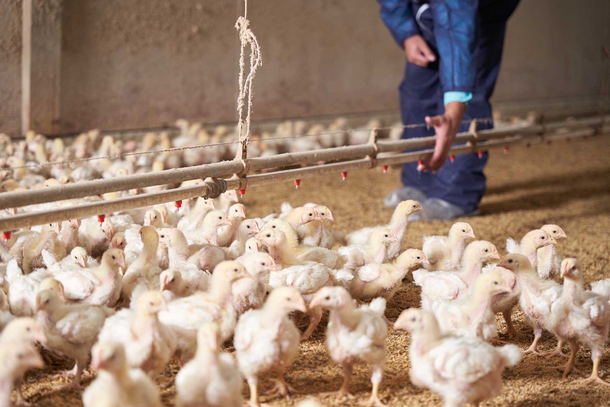 Poultry and Prepared Foods - George's Inc.